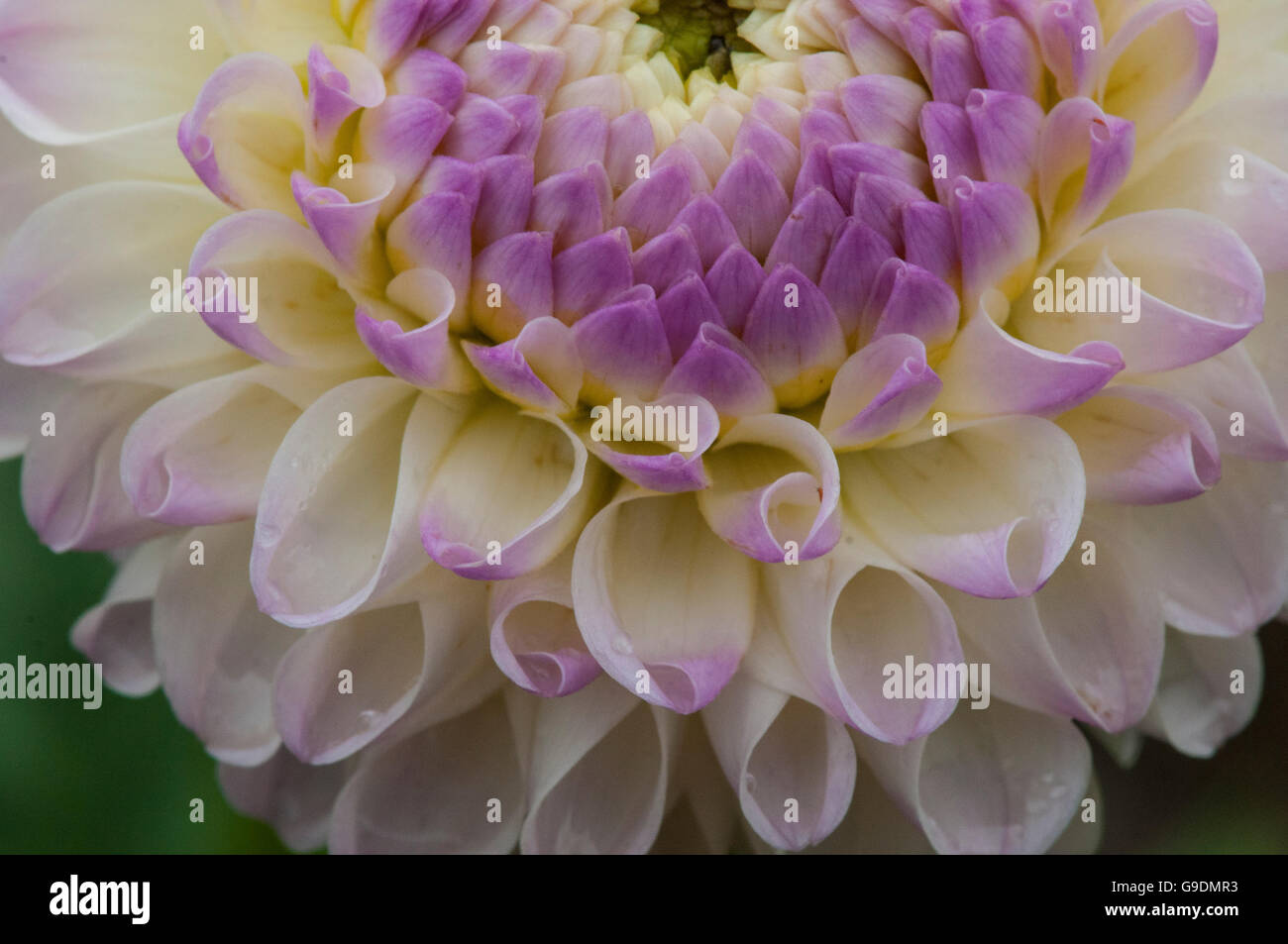 New part of flower hi-res stock photography and images - Alamy