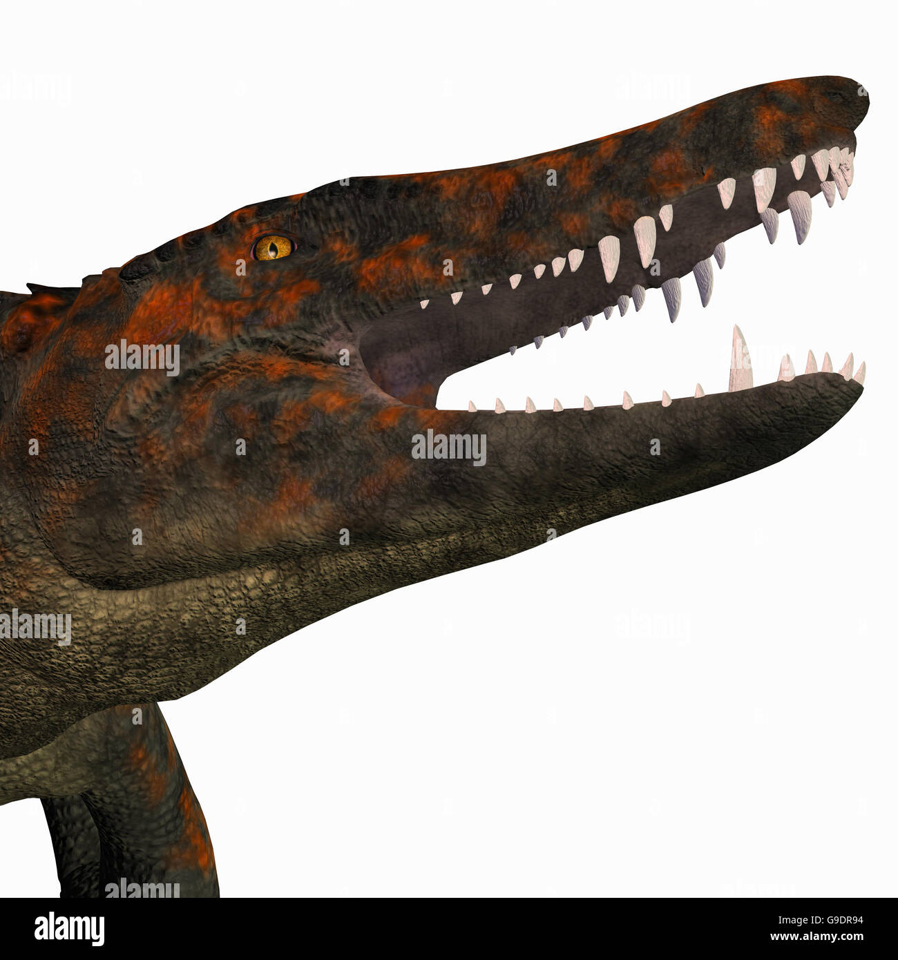 Picture crocodile hi-res stock photography and images - Alamy