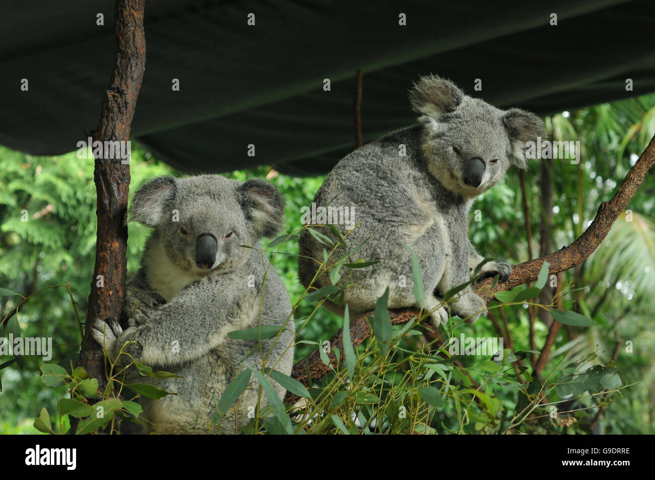 Two koalas in a tree Stock Photo - Alamy