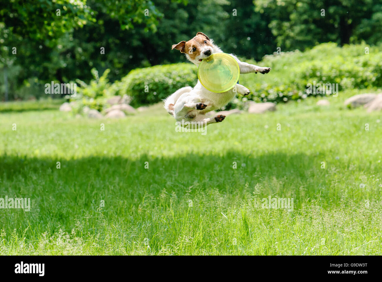 Dog catching flying disk hi-res stock photography and images - Alamy