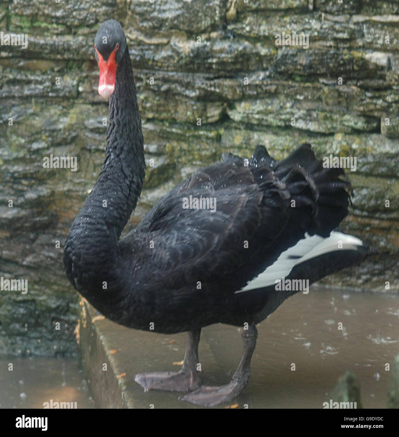 A swan attacks hi-res stock photography and images - Alamy