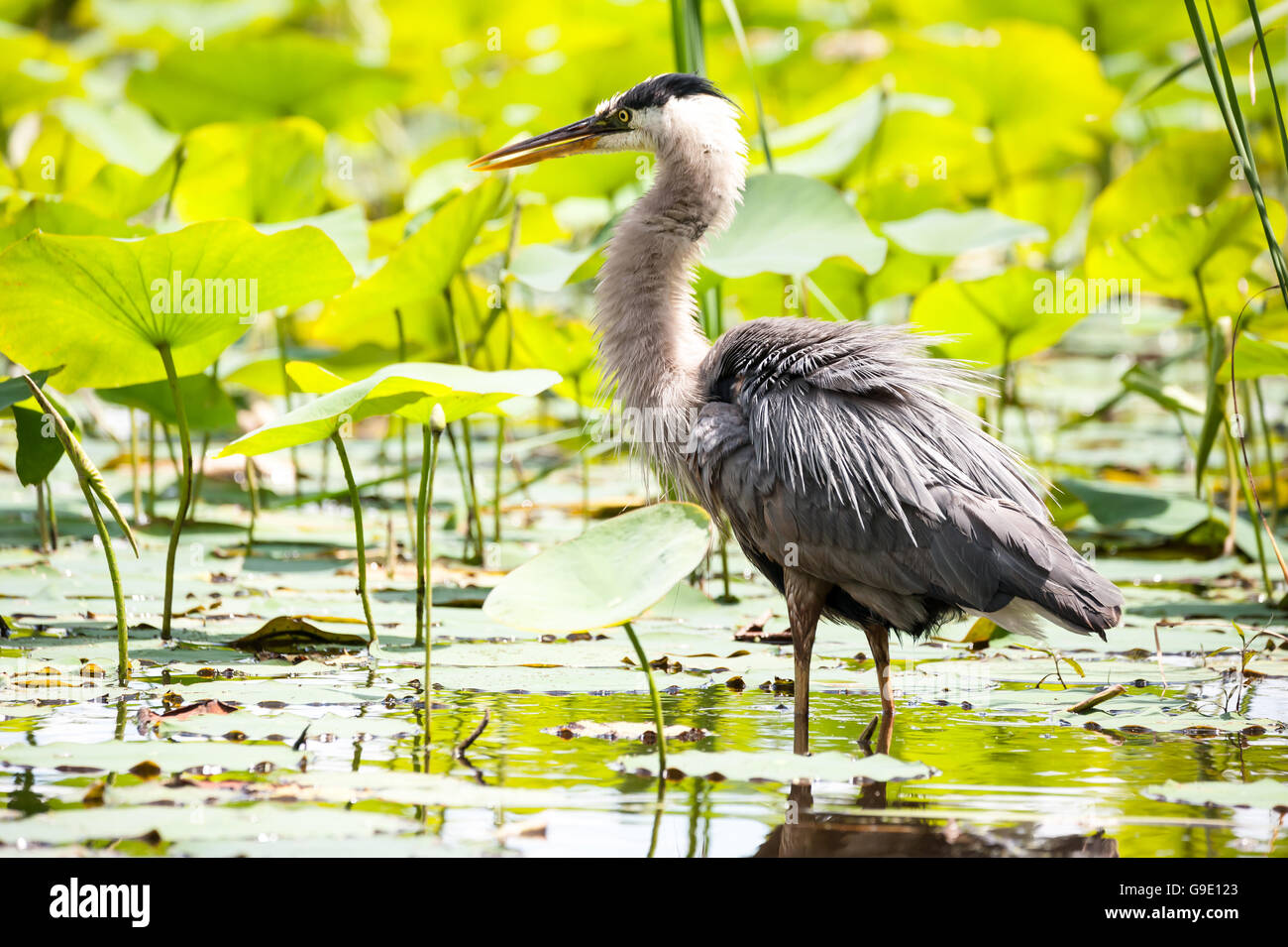 Great blue heron puffing up his feathers Stock Photo - Alamy