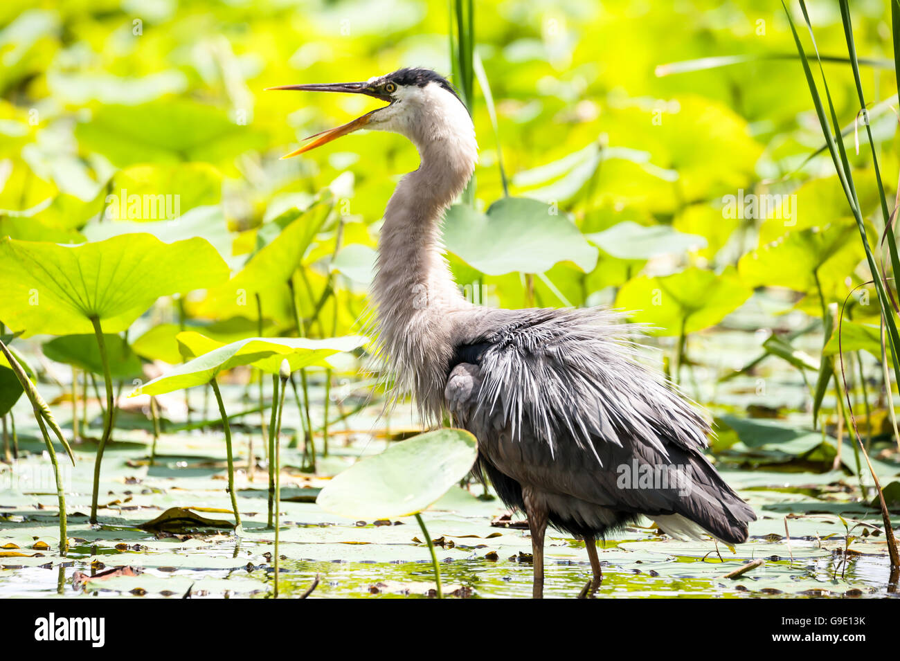 Great blue heron in swamp, shaking out its feathers after getting wet ...