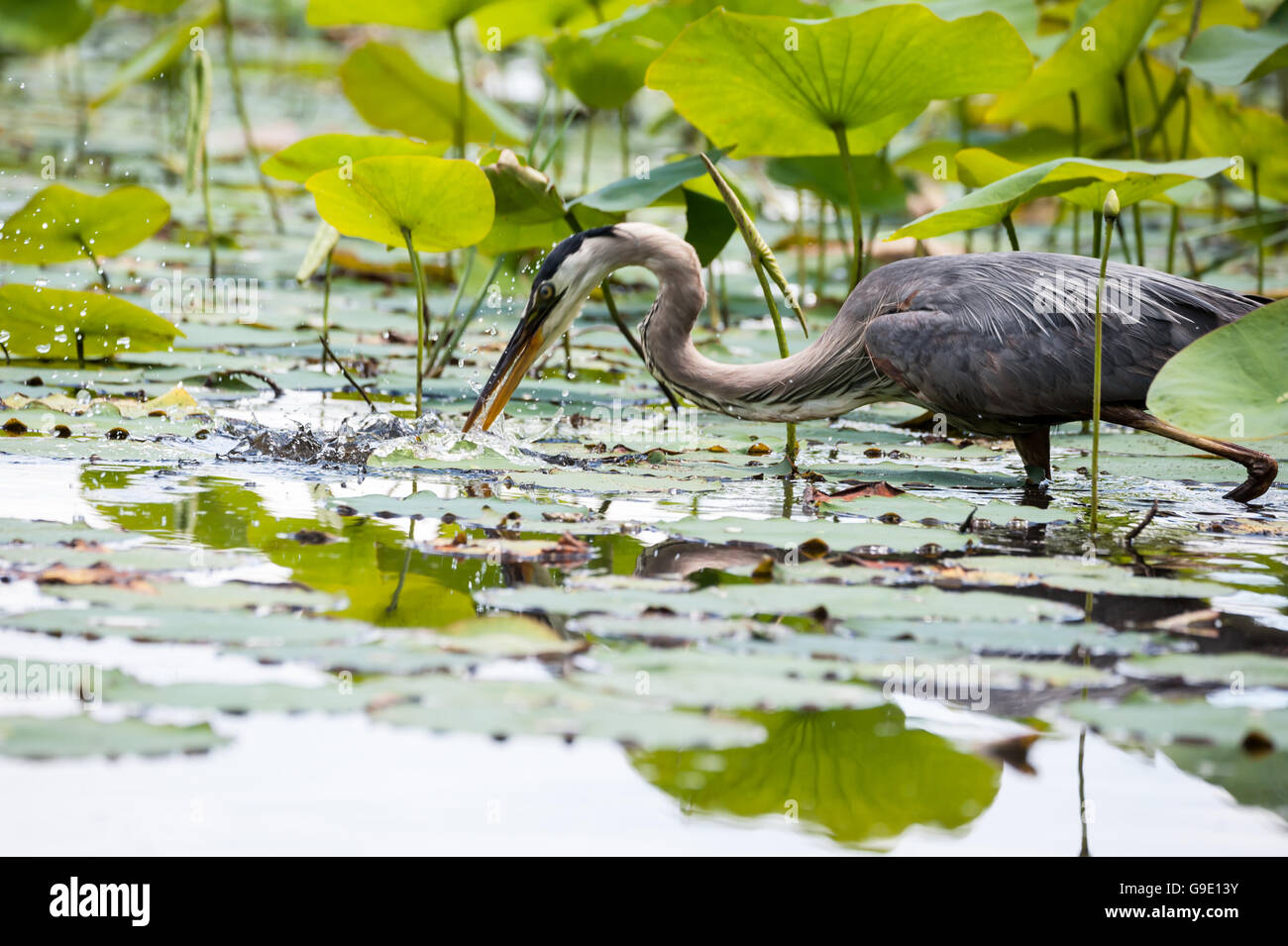 Great blue heron staring into water, looking to catch a fish Stock ...