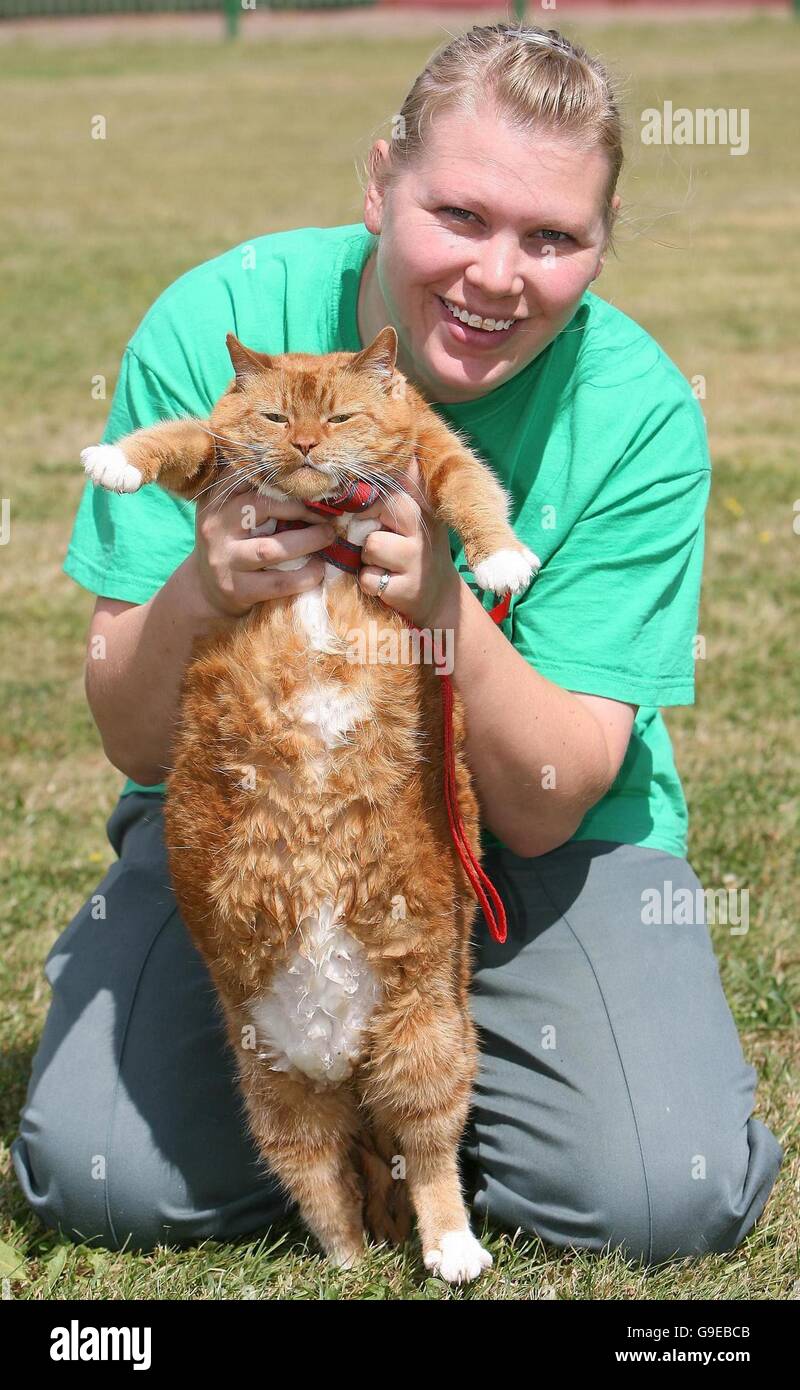 Fat Cat ADOPT | Fat Cat Rescue Inc