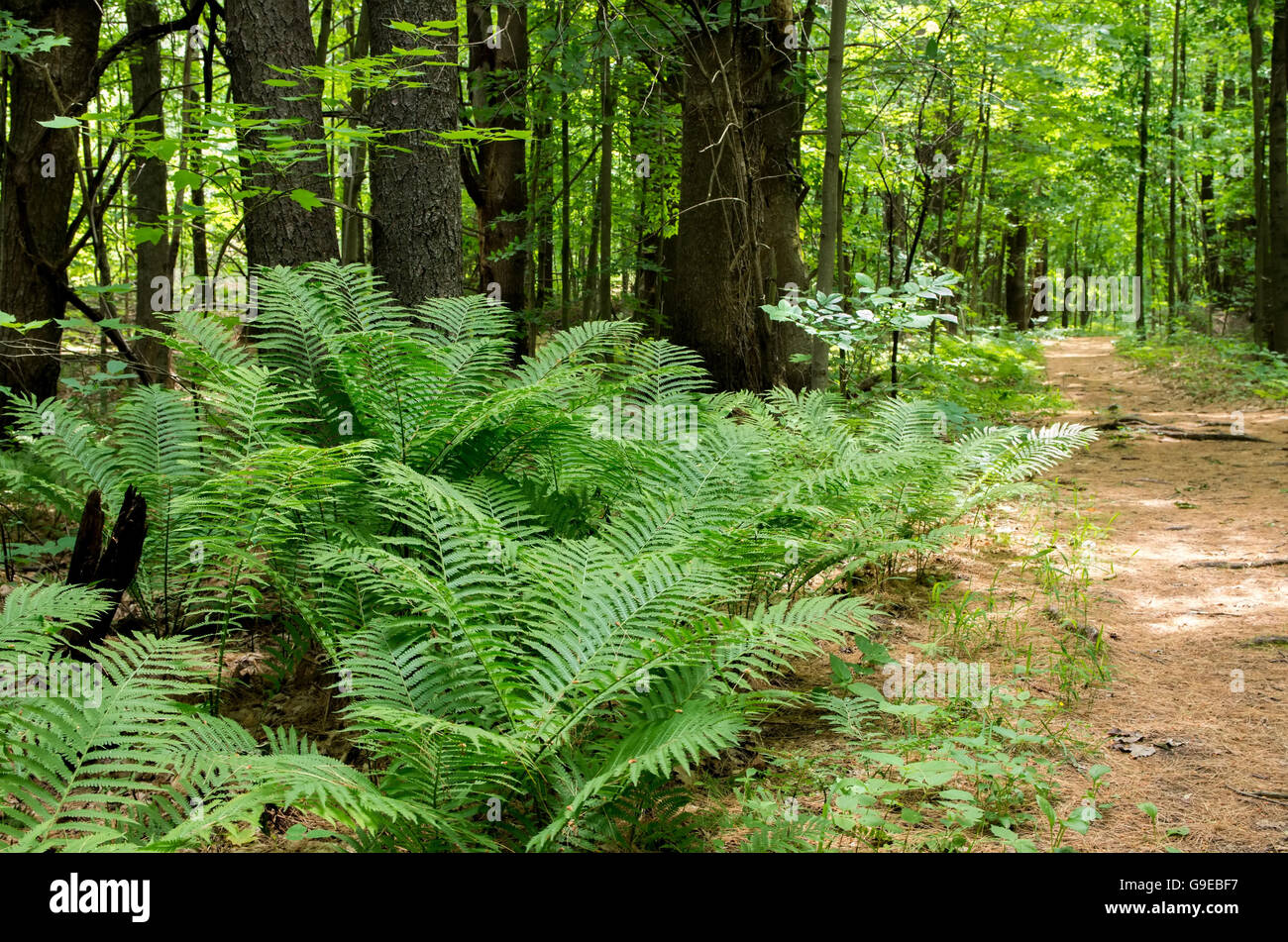ferns on the side of trail Stock Photo - Alamy
