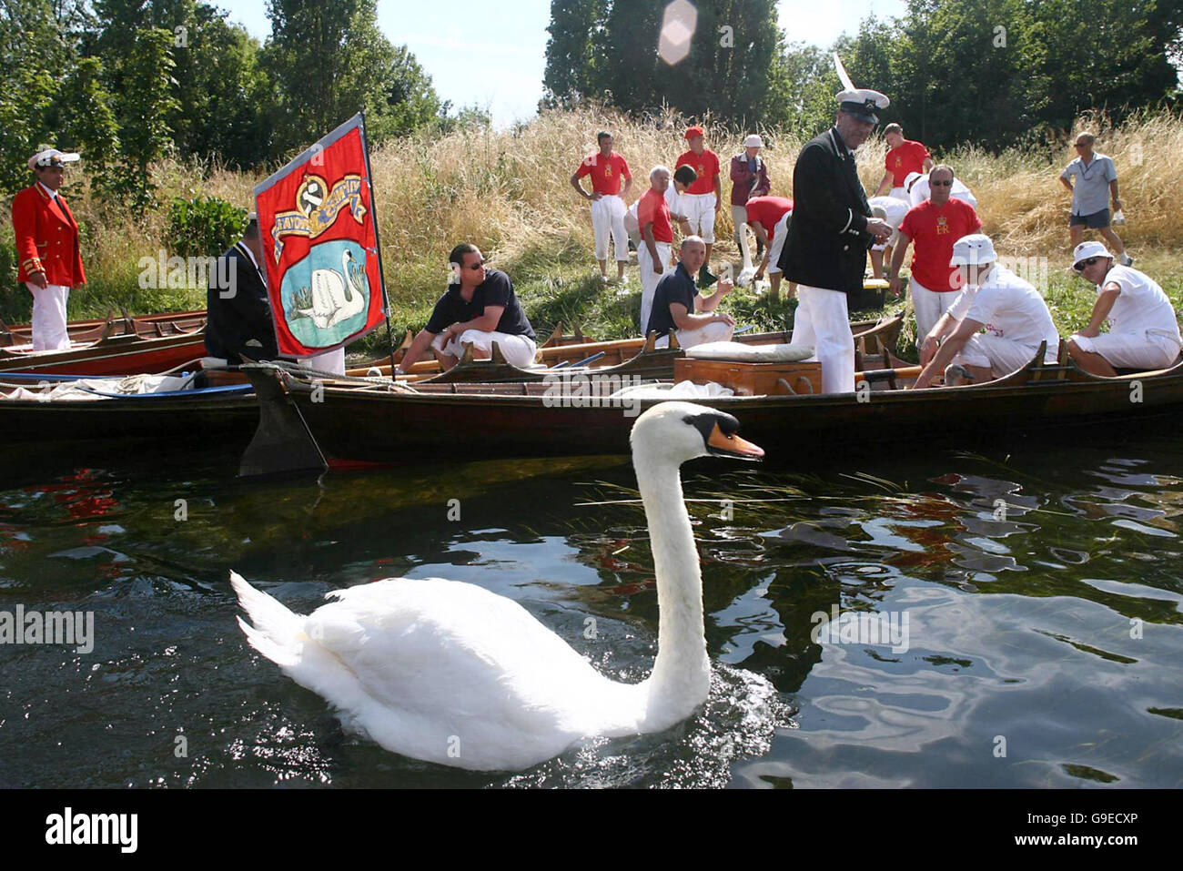 Customs and Traditions - Swan Upping. A Swan Upper reaches to grab a ...