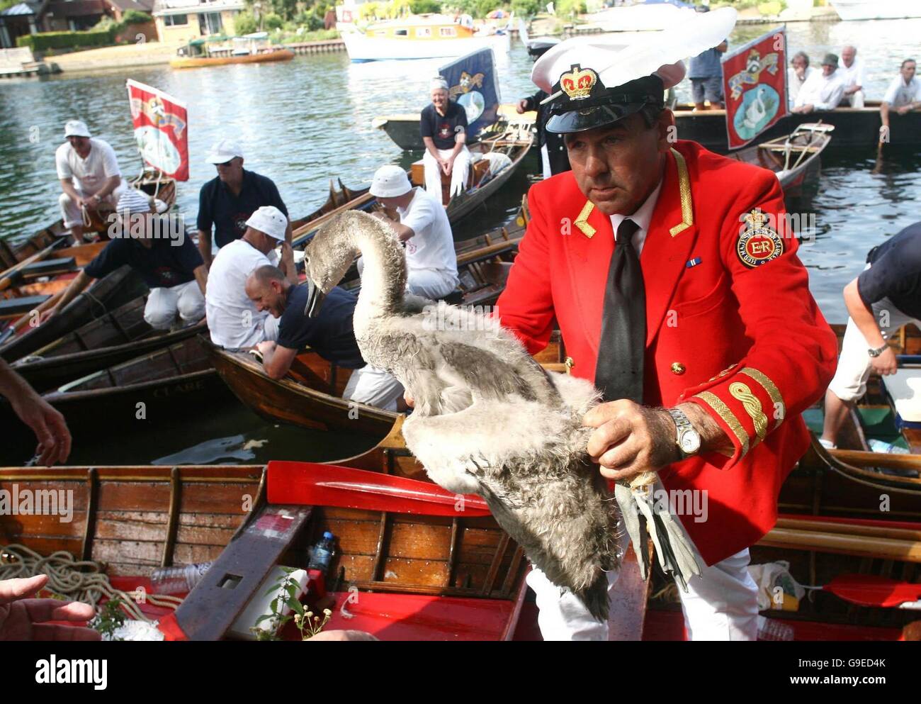 During first day swan upping hi-res stock photography and images - Alamy