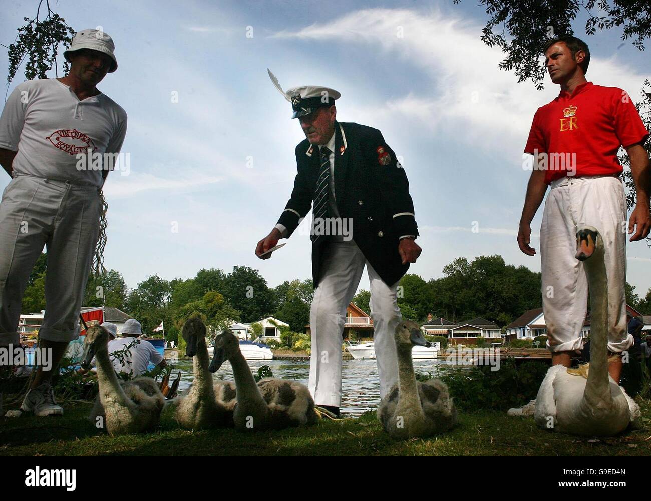 Swans are lined up on the shore during the first day of 'Swan Upping ...