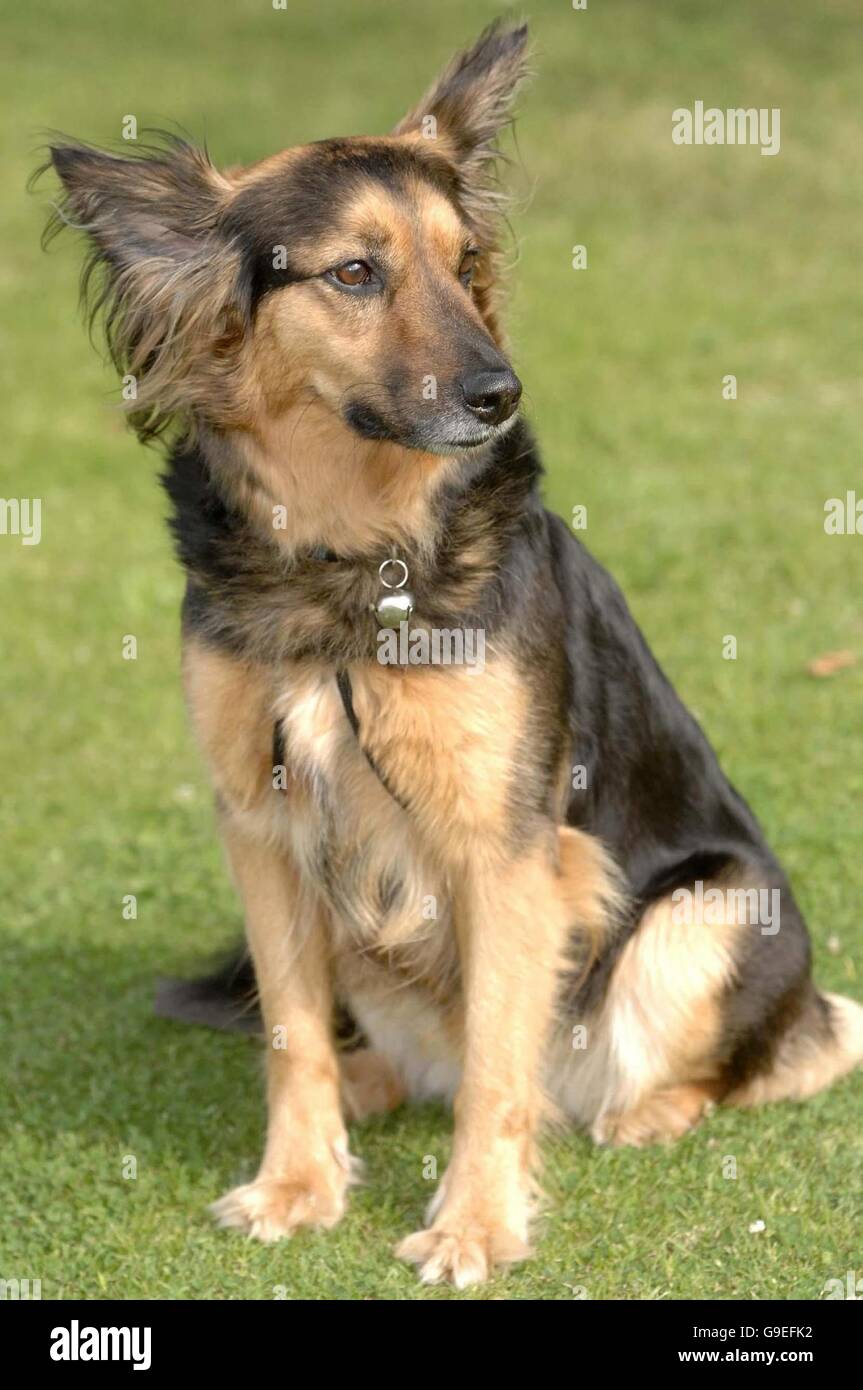 Death row dog wins reprieve Stock Photo - Alamy