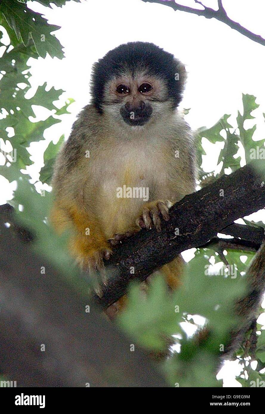 Monkeys escape from London Zoo Stock Photo - Alamy
