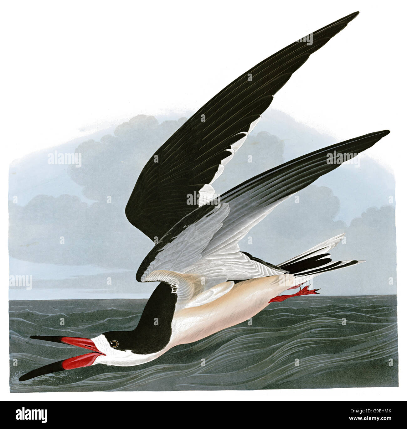 Skimmer birds Cut Out Stock Images & Pictures - Alamy