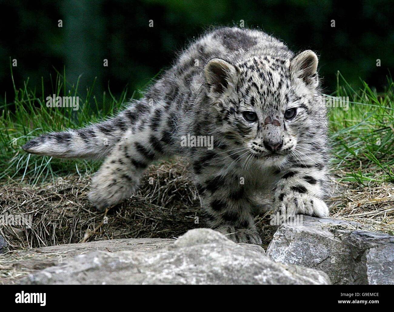 One of the snow leopard twins (as yet unnamed) born on May 4, 2006, on ...