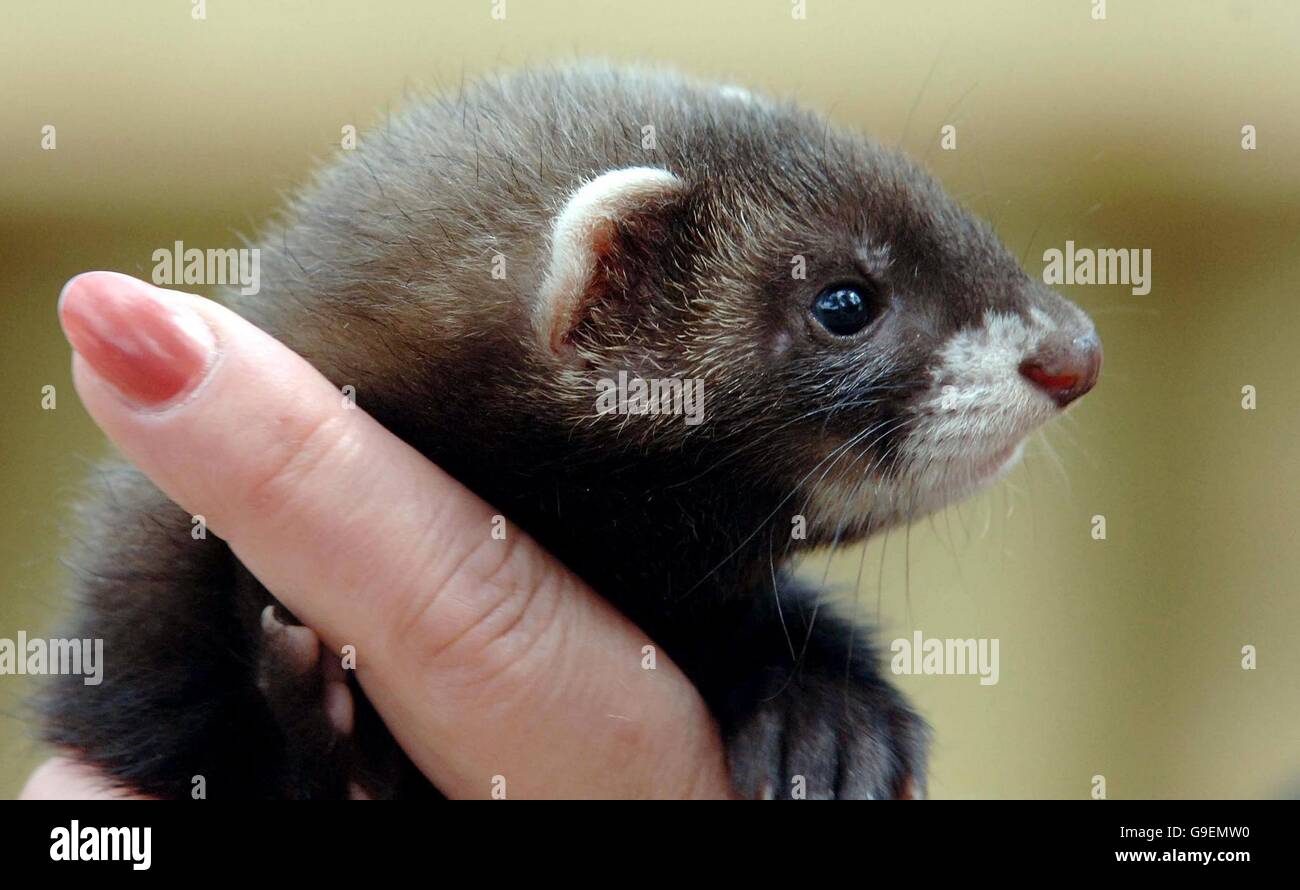 A young female polecat, about nine weeks old, which is going through a ...