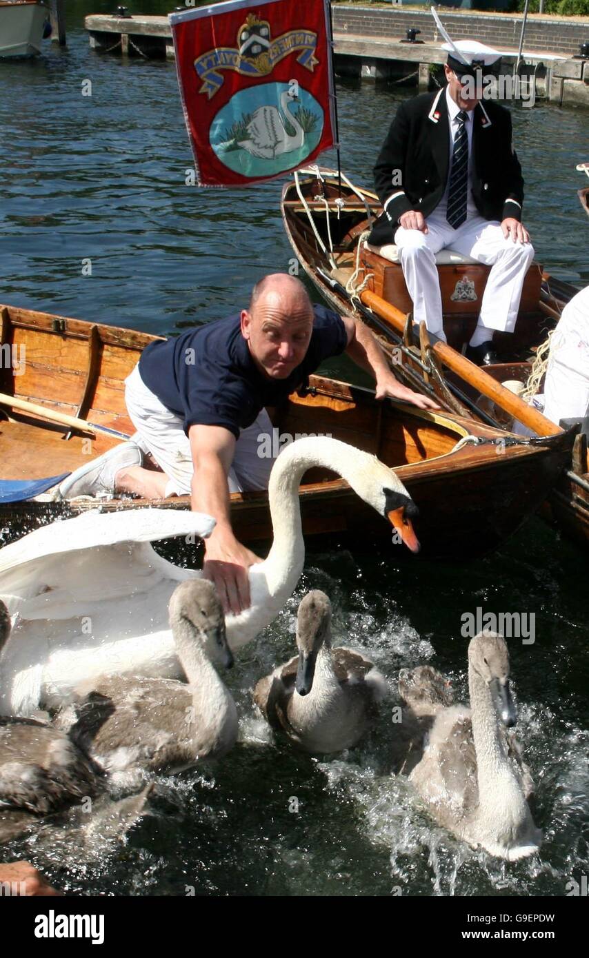 A Swan Upper reaches to grab a swan, during the first day of 'Swan ...