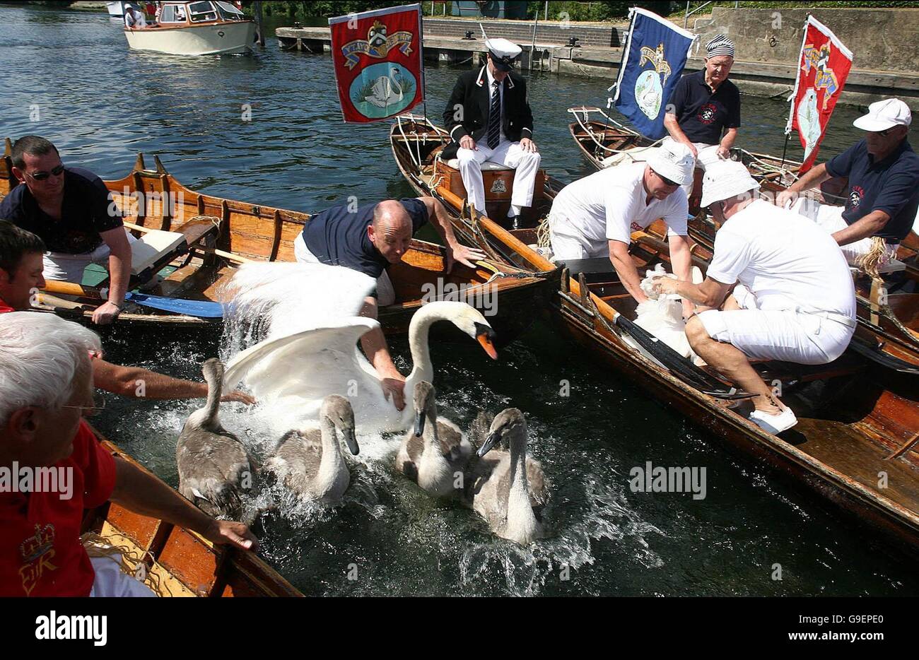 A Swan Upper reaches to grab a swan, during the first day of 'Swan ...