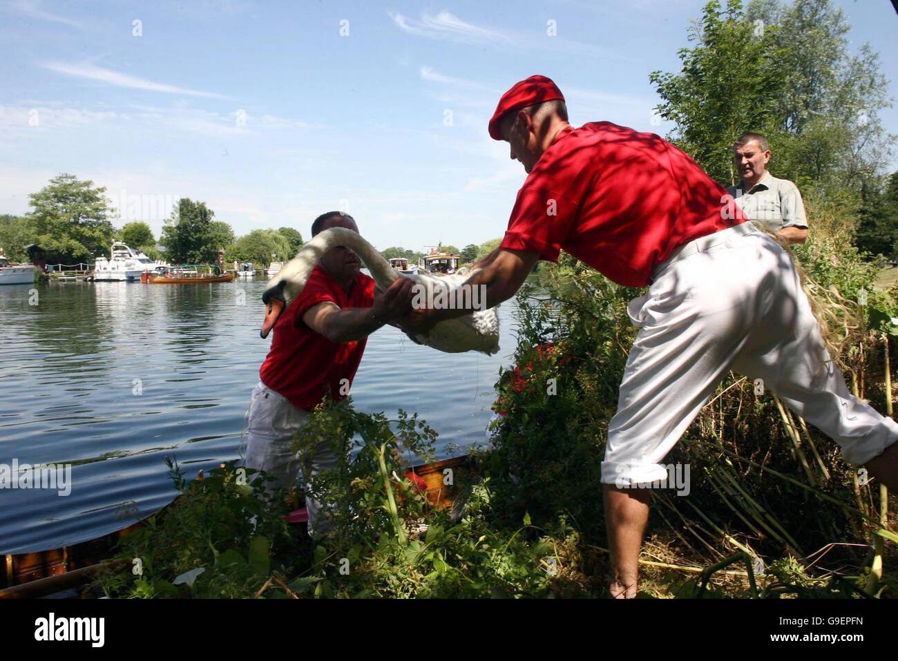 During first day swan upping hi-res stock photography and images - Alamy