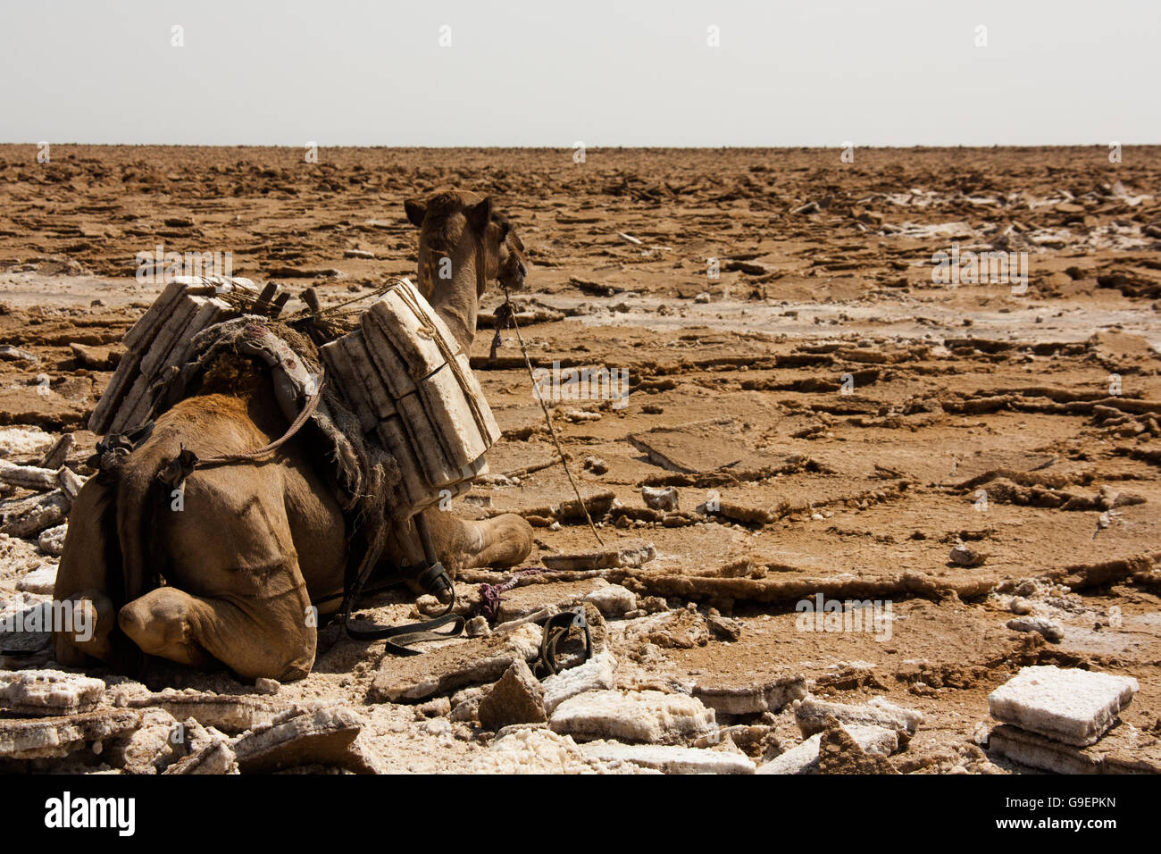 Danikal desert hi-res stock photography and images - Alamy