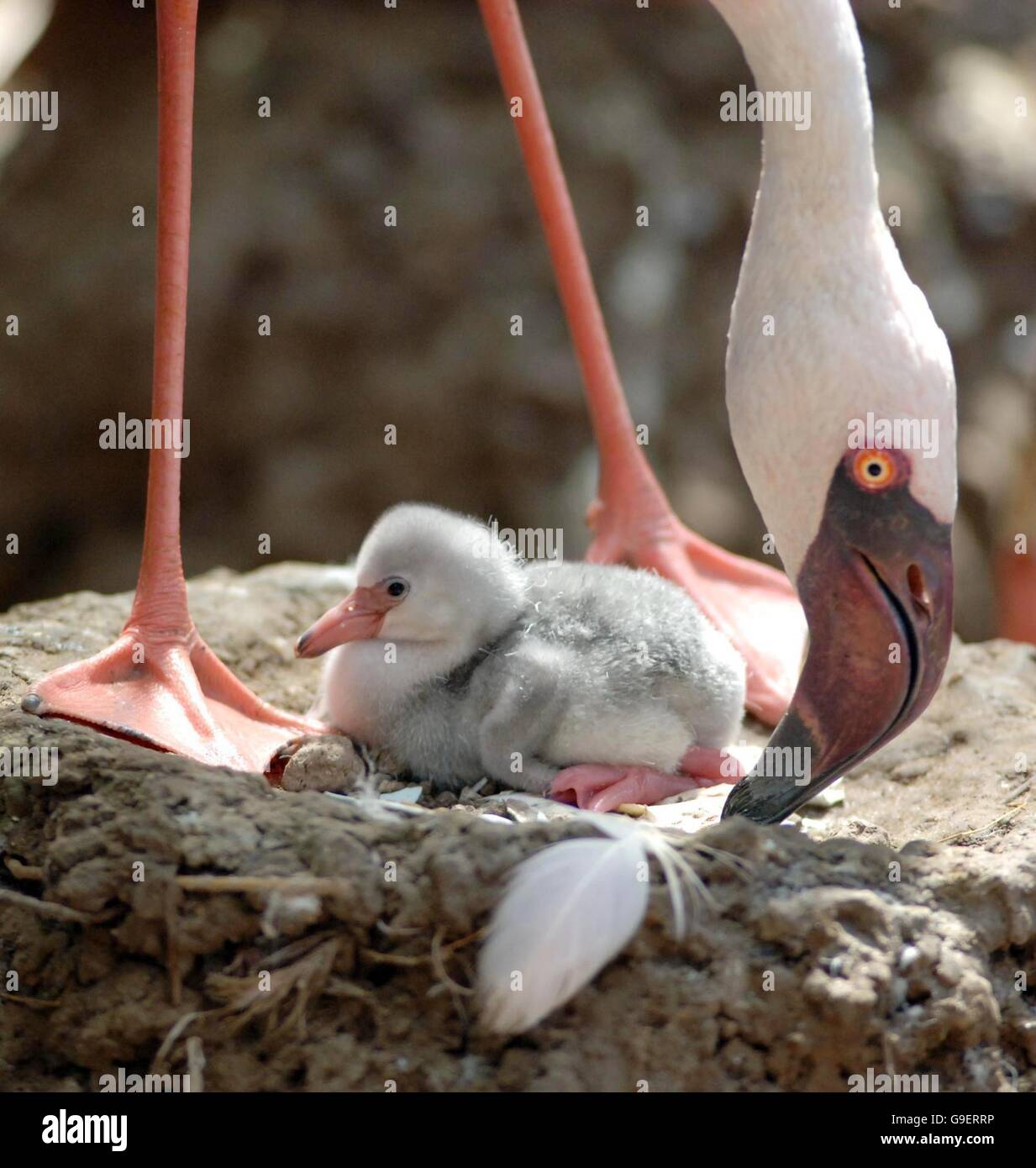 A baby Lesser Flamingo with parent at the Wildfowl and Wetlands Trust ...