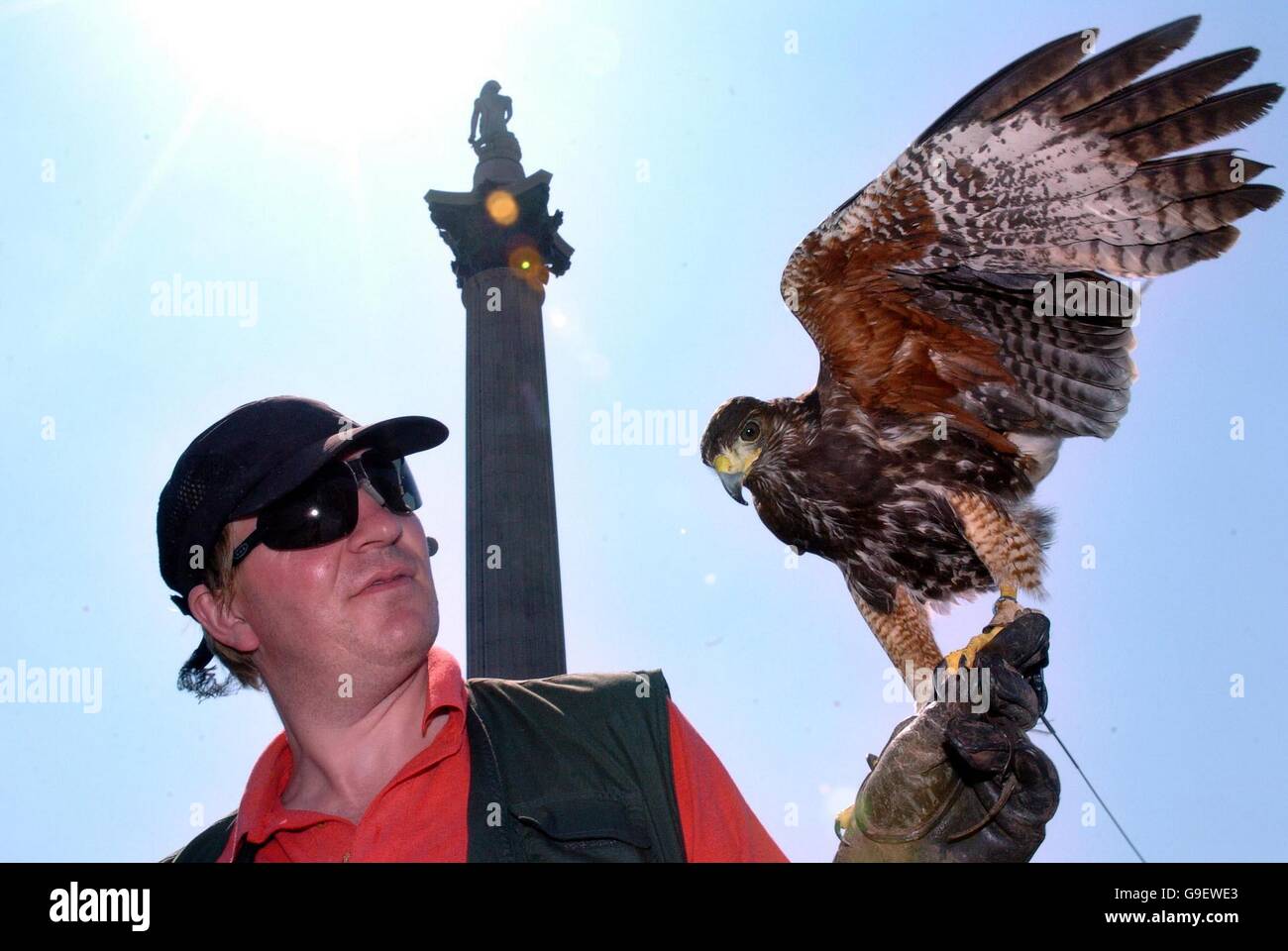 Flame the Harris Hawk patrols London's Trafalgar Square with his ...