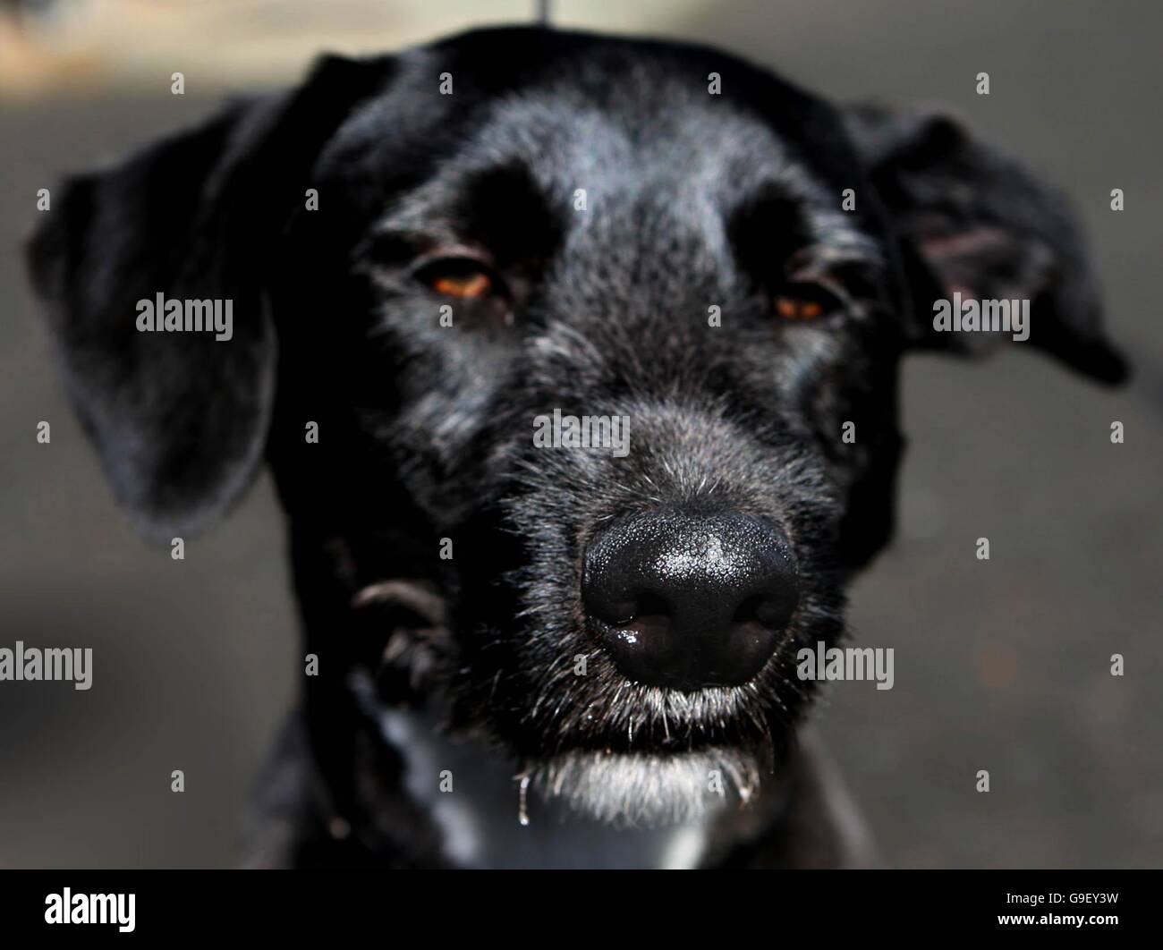 Sniffer dogs hi-res stock photography and images - Alamy
