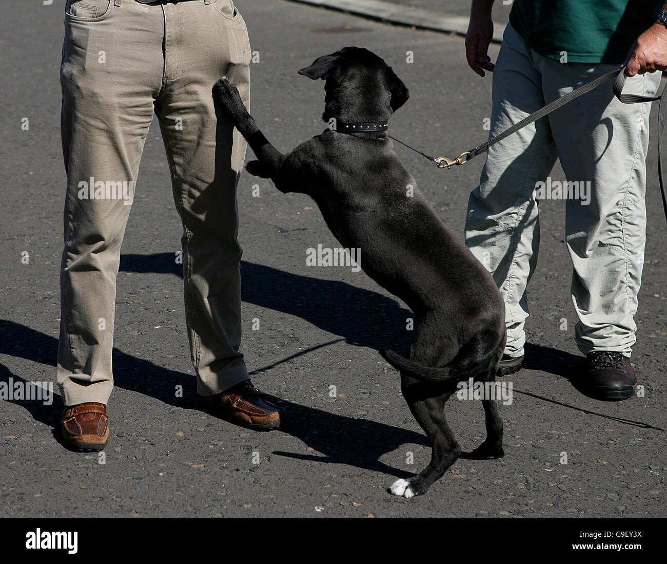 Milo one of the new PSNI sniffer dogs specially trained to find large ...