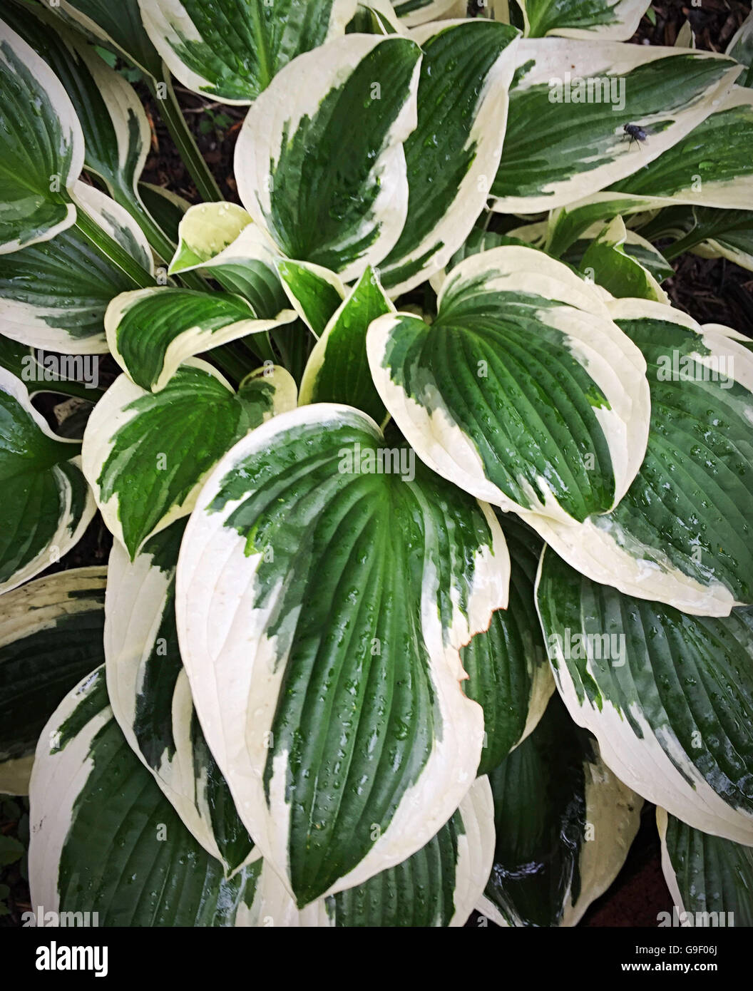 Plant elongated green leaves hi-res stock photography and images - Alamy