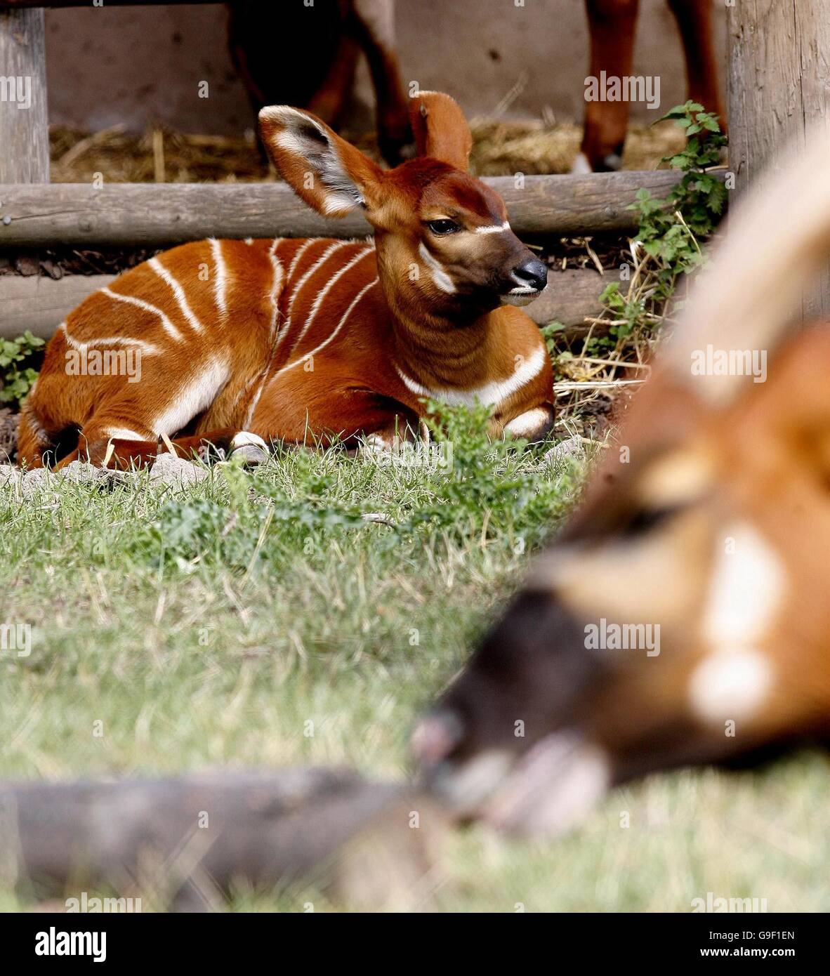 A Bongo calf which was born at Chester Zoo recently Stock Photo - Alamy