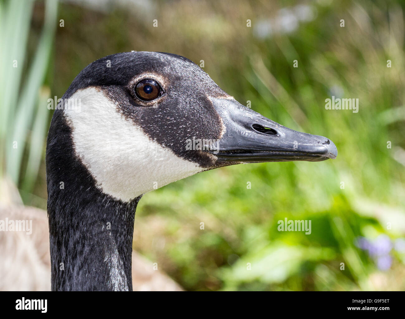 Lucy the goose hi-res stock photography and images - Alamy