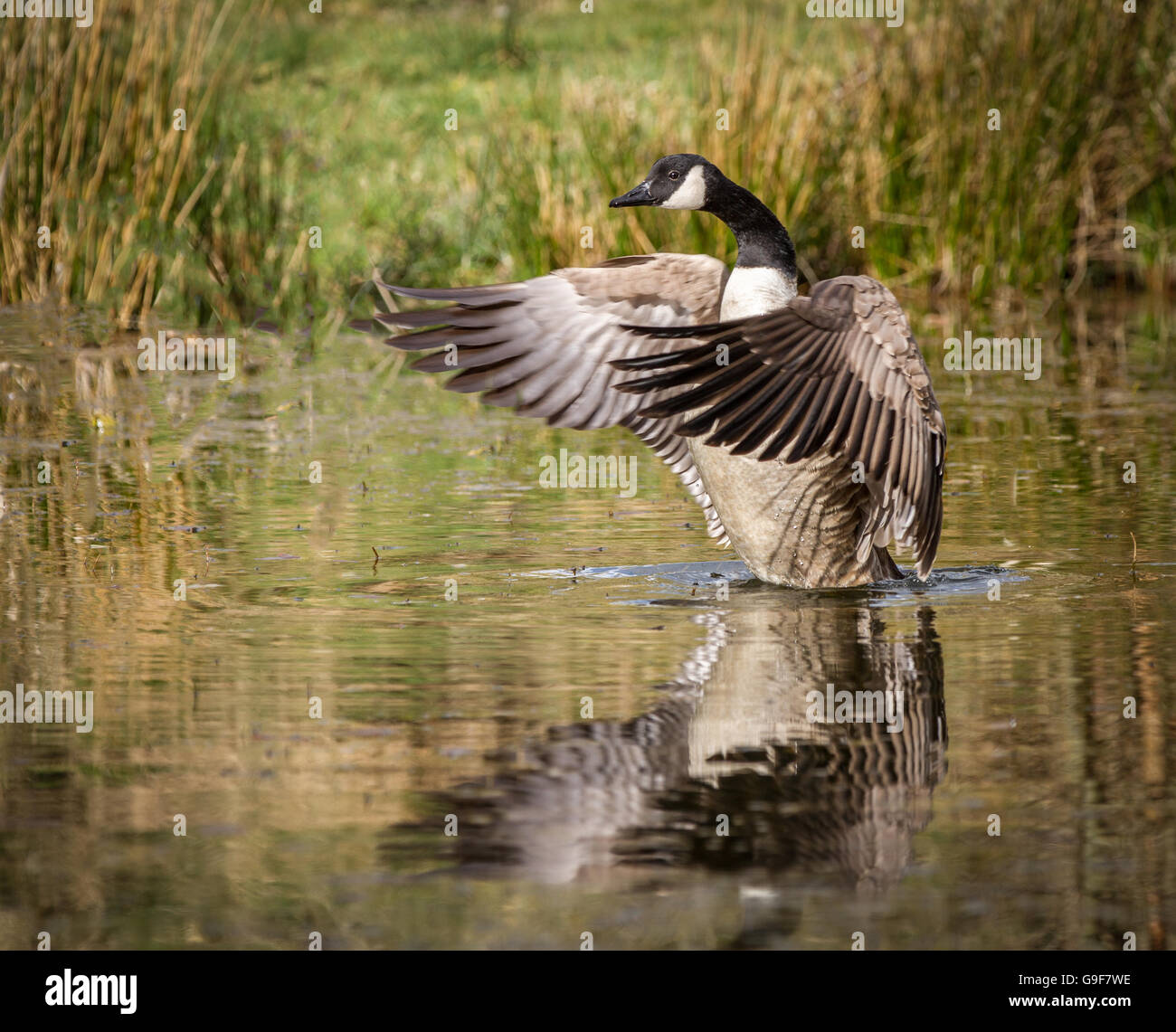 Canada Goose flapping it's wings on water you can clearly see the ...