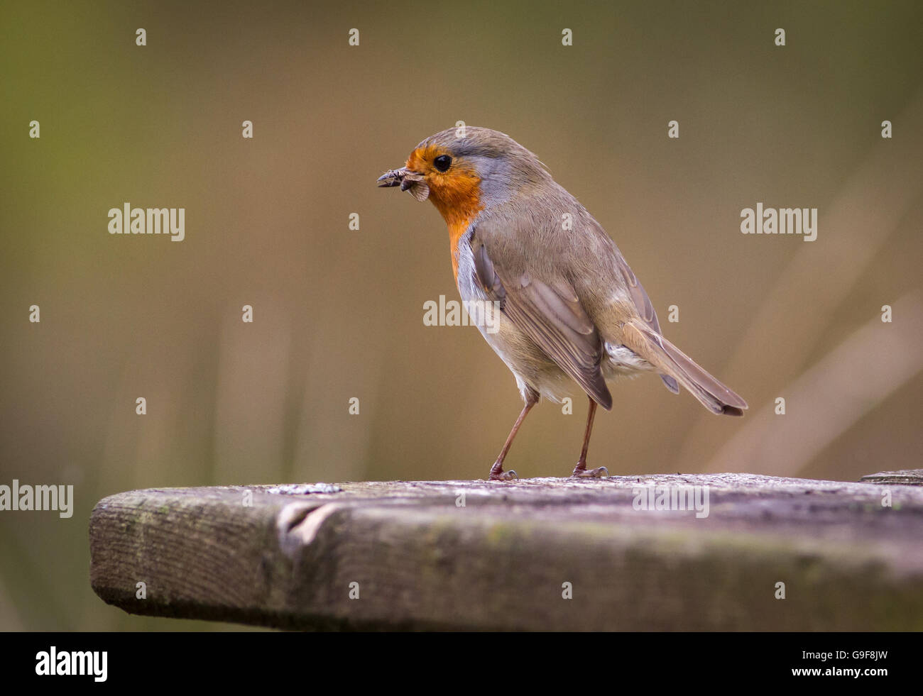 Robin with insect in its mouth against a natural background Stock Photo ...