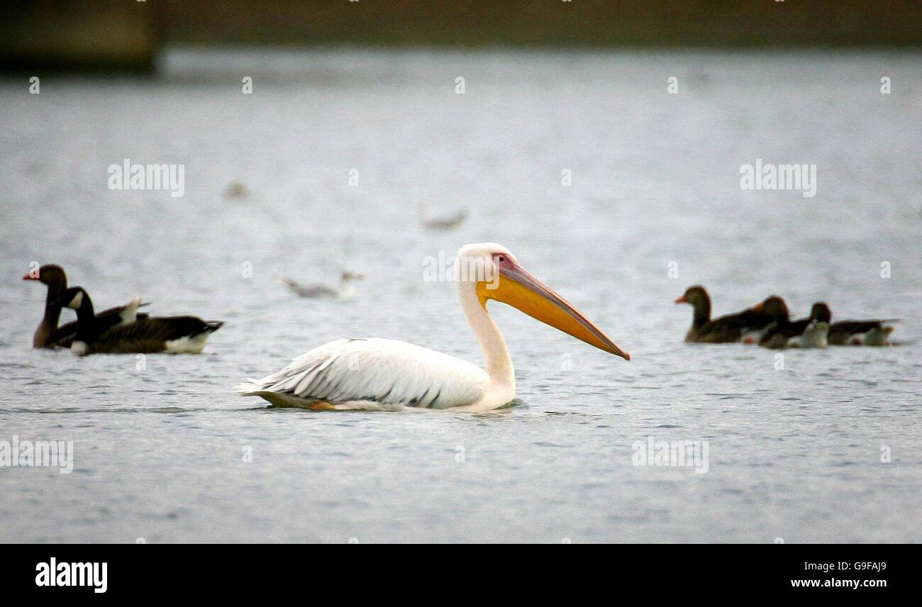 Bough beech reservoir hi-res stock photography and images - Alamy