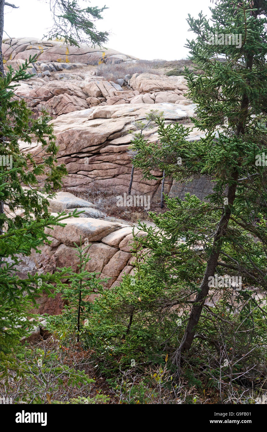 Looking through spruce trees to the pink granite shore of Seal Harbor ...