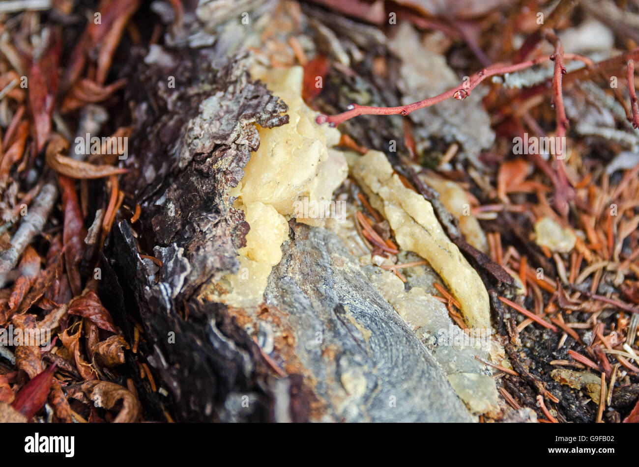 Resin oozes from under the bark of a pine tree root. Seal Harbor, Maine ...