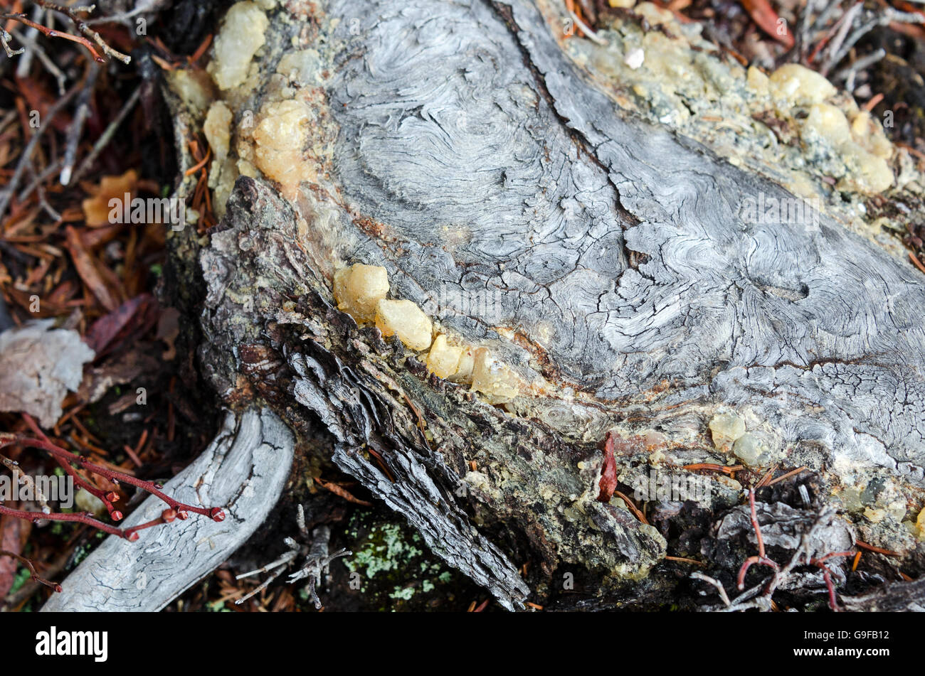 Wound up tree roots hi-res stock photography and images - Alamy