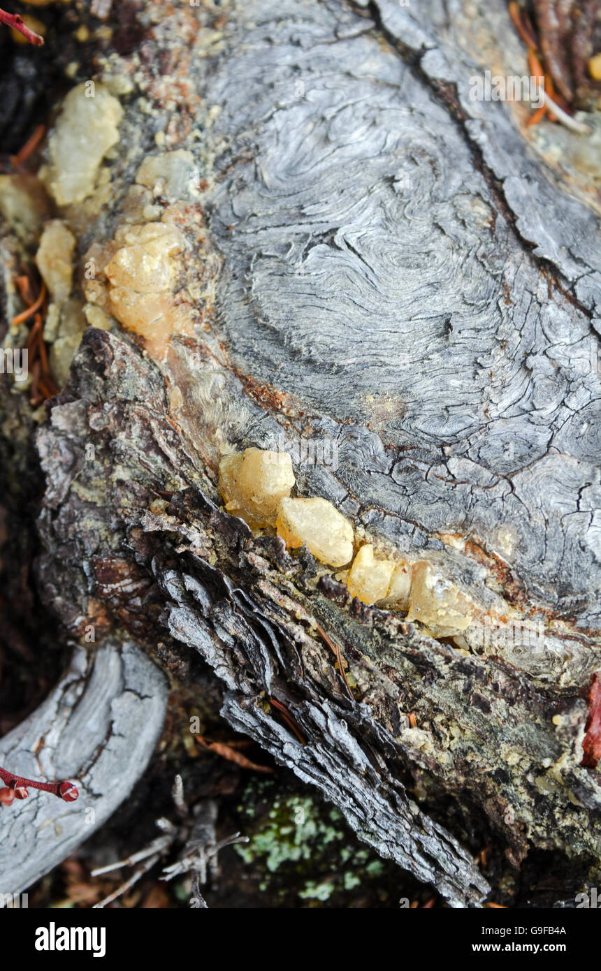 Wound up tree roots hi-res stock photography and images - Alamy