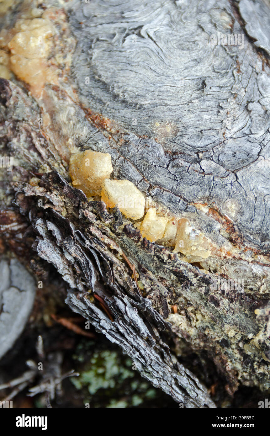 Resin oozes from under the bark of a pine tree root. Seal Harbor, Maine ...