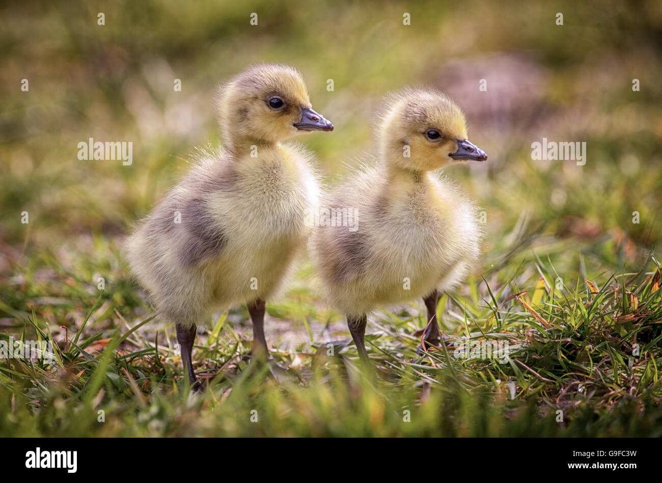 Day old goose hi-res stock photography and images - Alamy