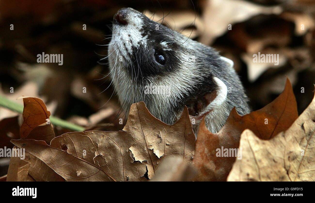 A Polecat Ferret plays amongst the fallen leaves as its owner takes it ...