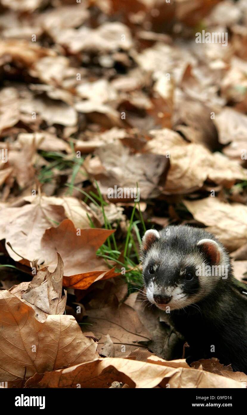 Polecat ferret hi-res stock photography and images - Alamy