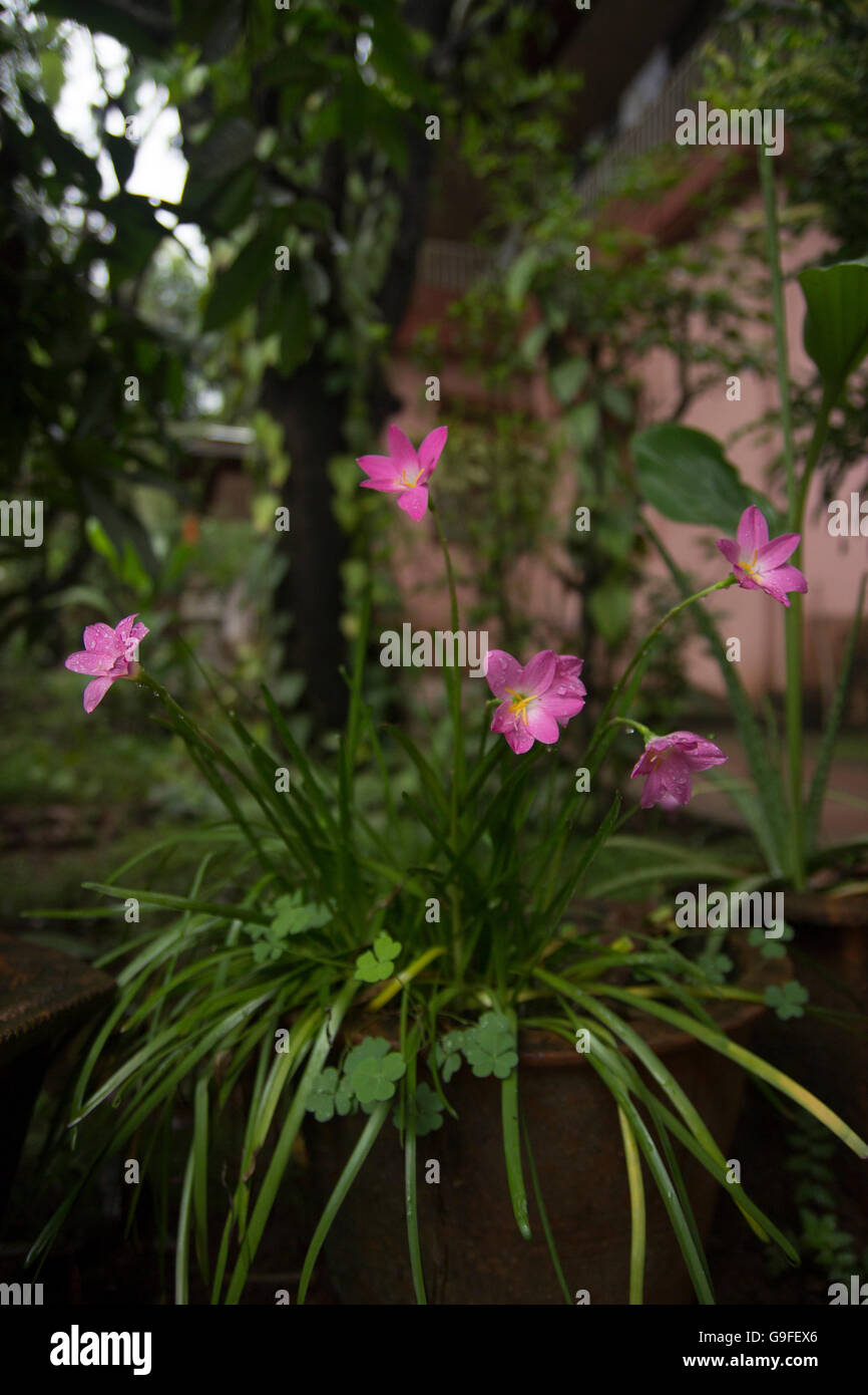 The pink flower in the house garden at Goa with droplets on its petals ...