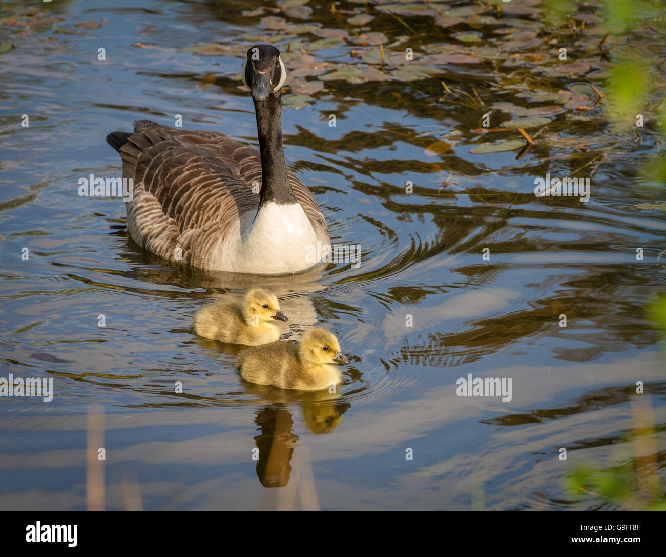 Canada Goose with two goslings on the water in natural surroundings ...