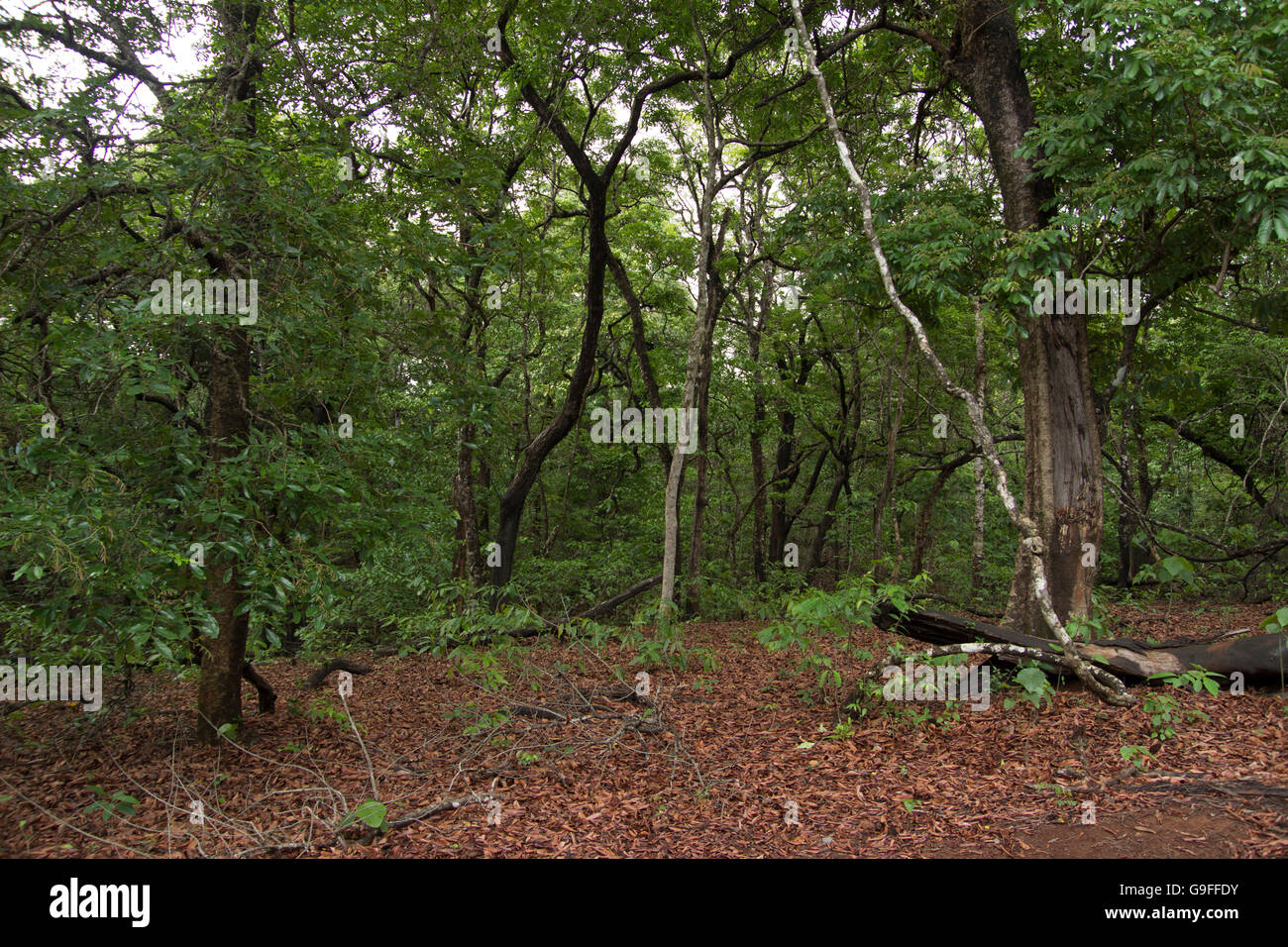 Bondla national park hi-res stock photography and images - Alamy