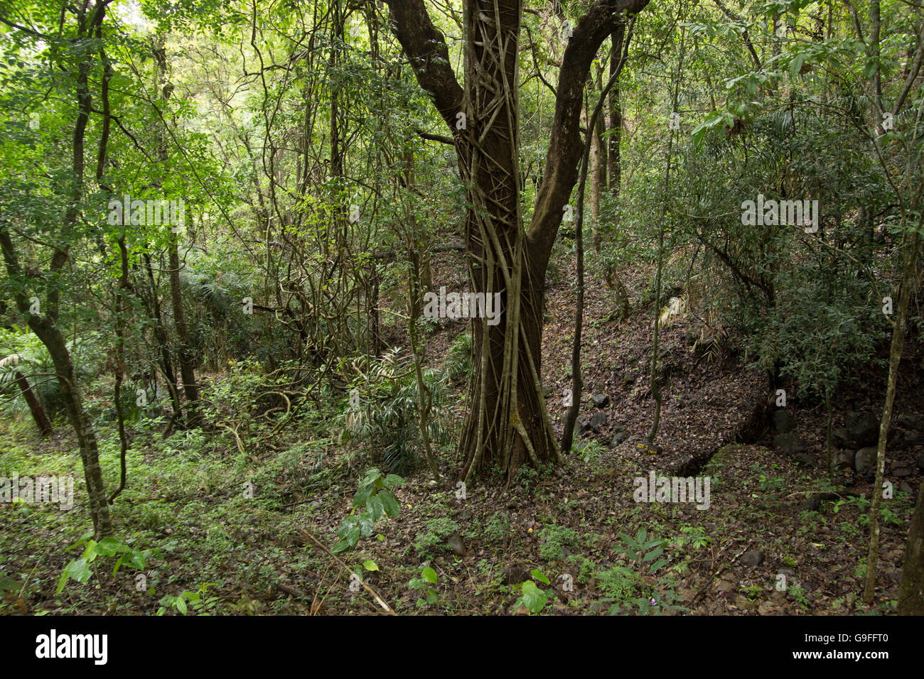 Bondla national park hi-res stock photography and images - Alamy