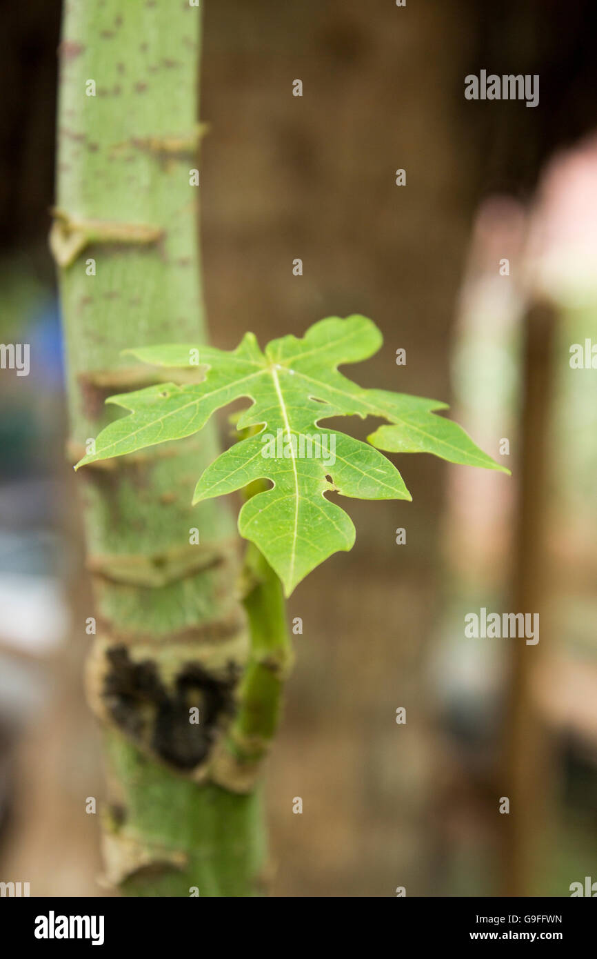 The papaya Leaf fresh on the tree in the house garden Stock Photo - Alamy