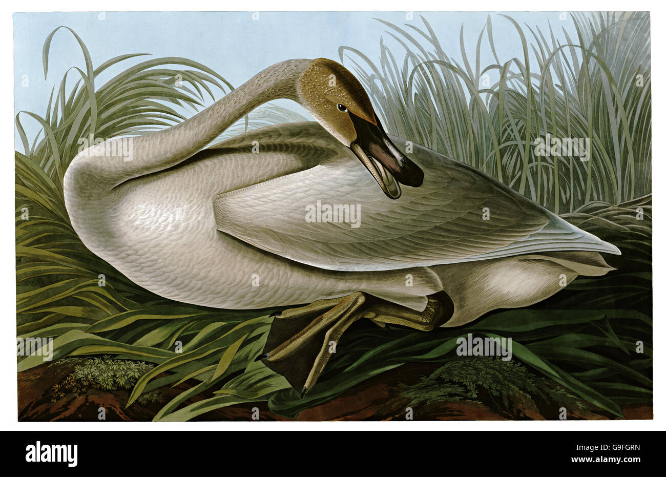 Trumpeter swan, Cygnus buccinator, birds, 1827 - 1838 Stock Photo - Alamy