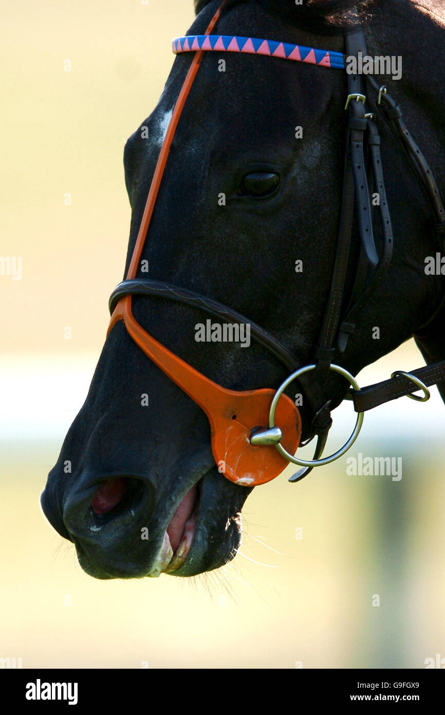 Horse racing epsom live featuring texas epsom downs racecourse hi-res ...