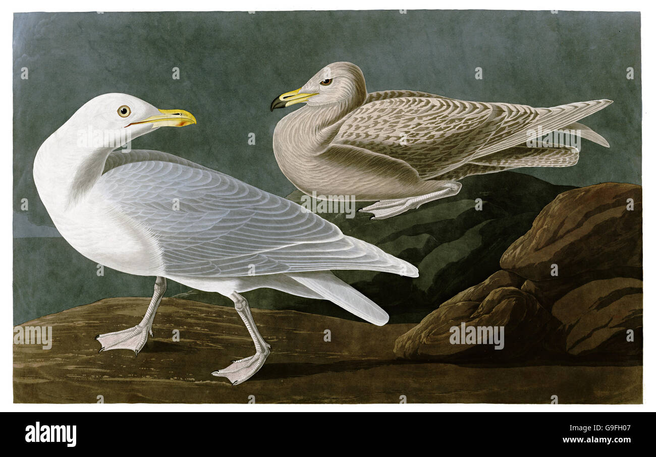 Hyperboreus hi-res stock photography and images - Alamy