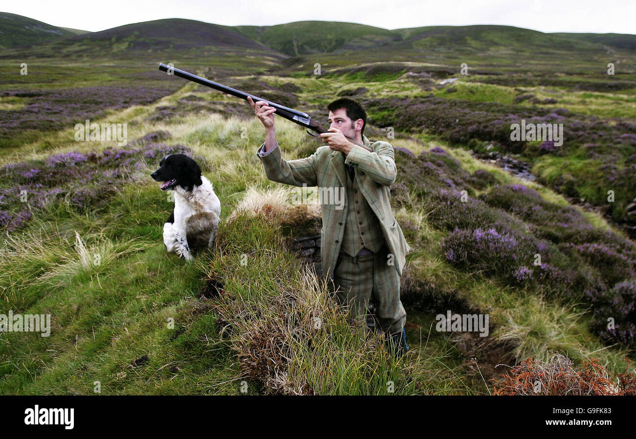 Grouse shooting season preview Stock Photo - Alamy