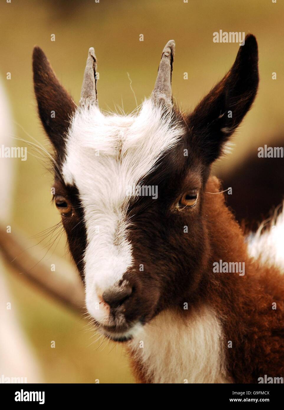 Rare breed goat hi-res stock photography and images - Alamy